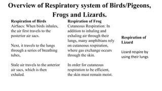 Respiratory system; birds, frog and lizard | PPTX