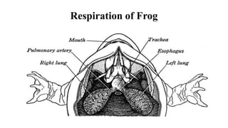 Respiratory system; birds, frog and lizard | PPTX