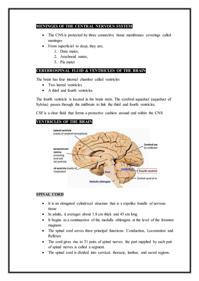 Case Study on Cerebro Vascular Accident (CVA) | DOCX | Brain and Nervous System Disorders ...