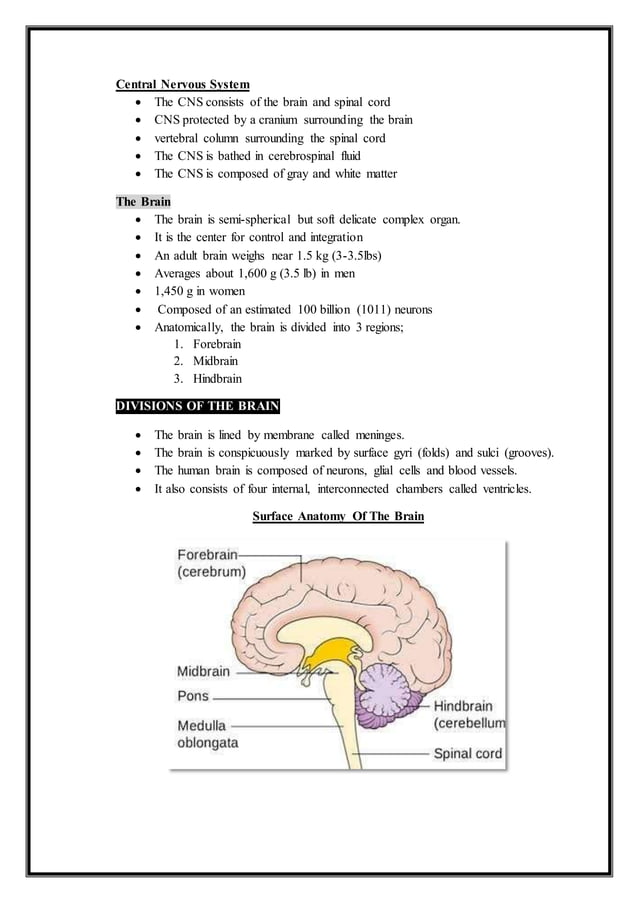 Case Study on Cerebro Vascular Accident (CVA) | DOCX | Brain and ...