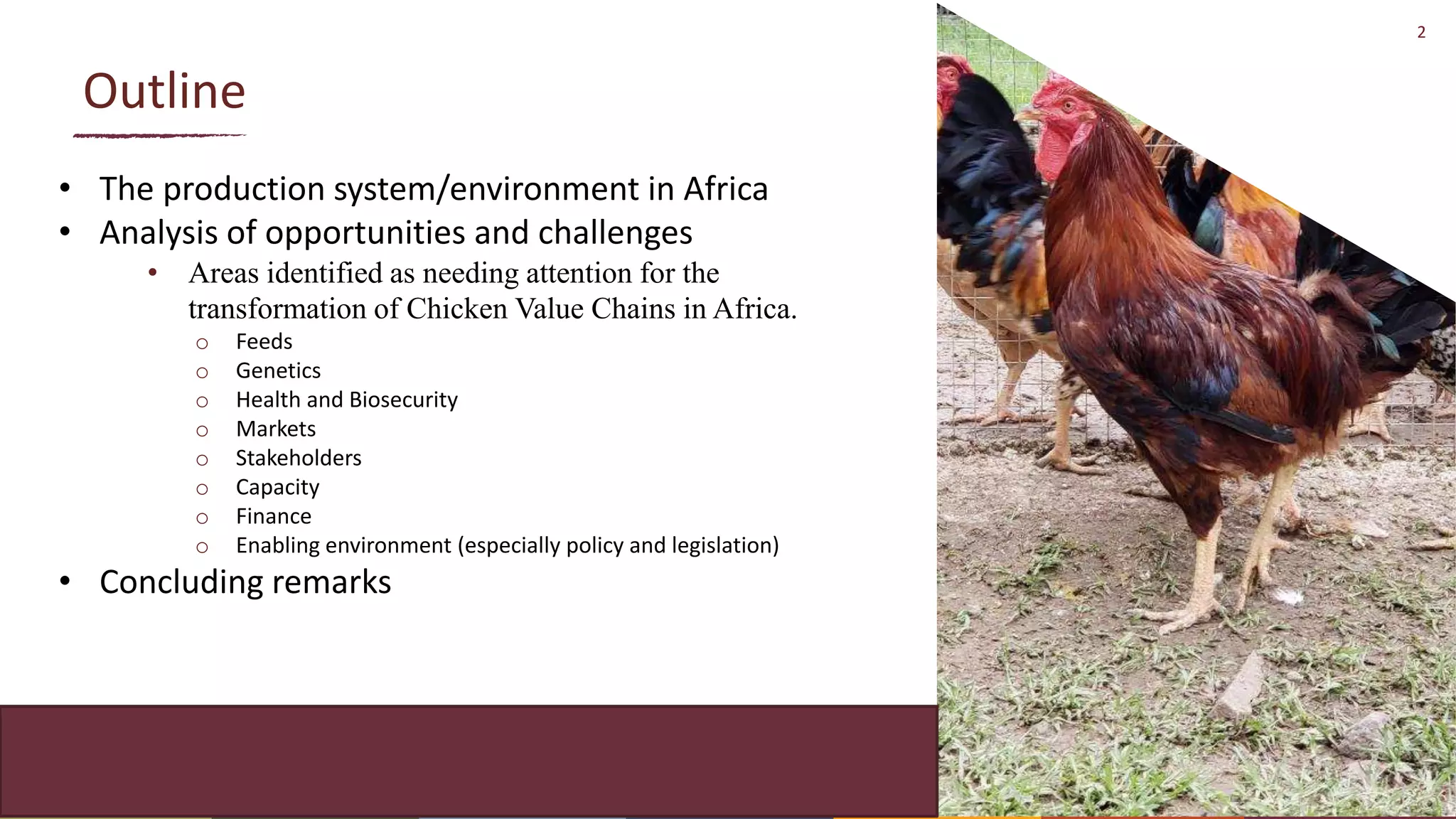 Chicken Value Chains in Africa: Some lessons | PPTX