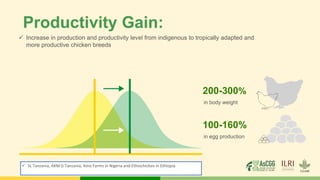 Chicken Value Chains in Africa: Some lessons | PPT