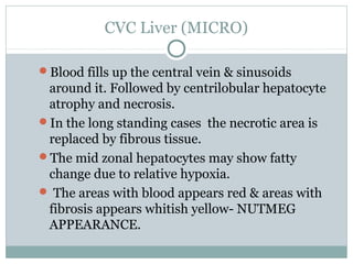 Cvc lung, liver and spleen | PPT