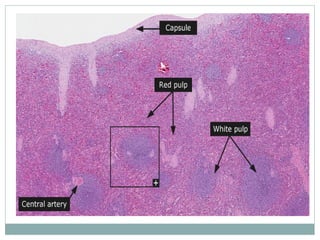 Cvc lung, liver and spleen | PPT