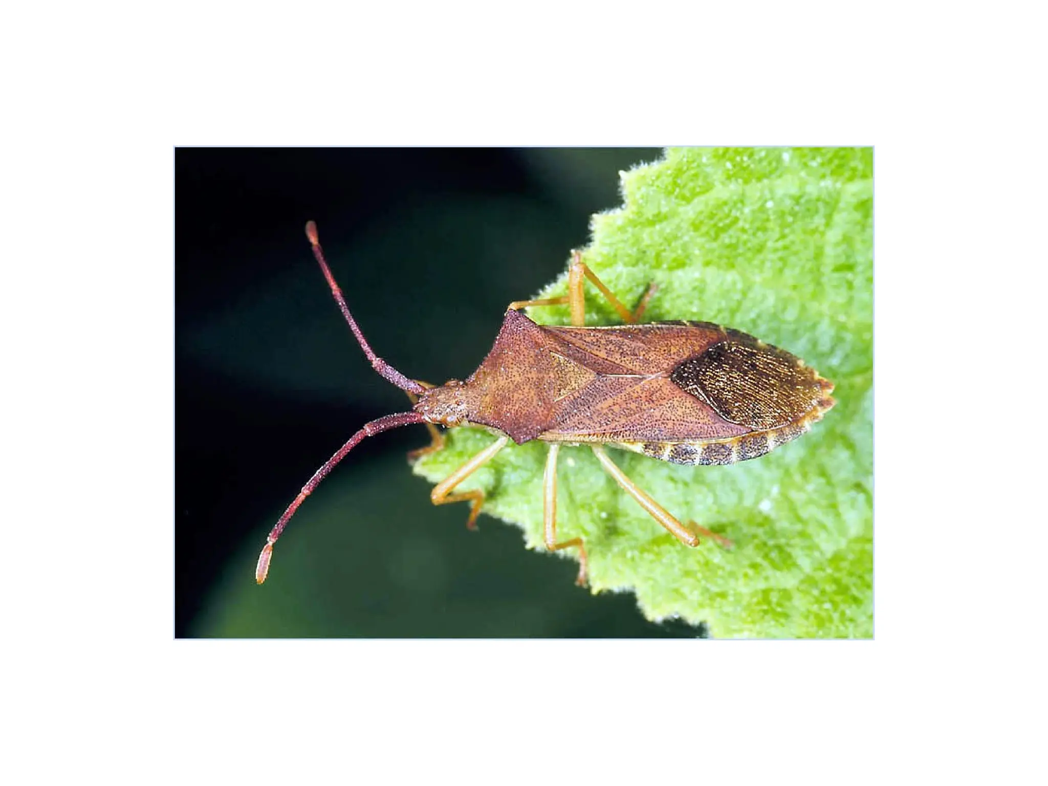 CVC words. Grade 1- Reading and Literacy | PPT