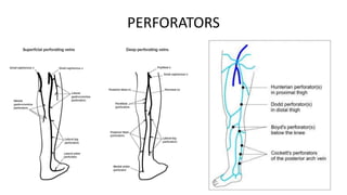 CHRONIC VENOUS DISEASE: From pathogenesis to clinicals | PPTX