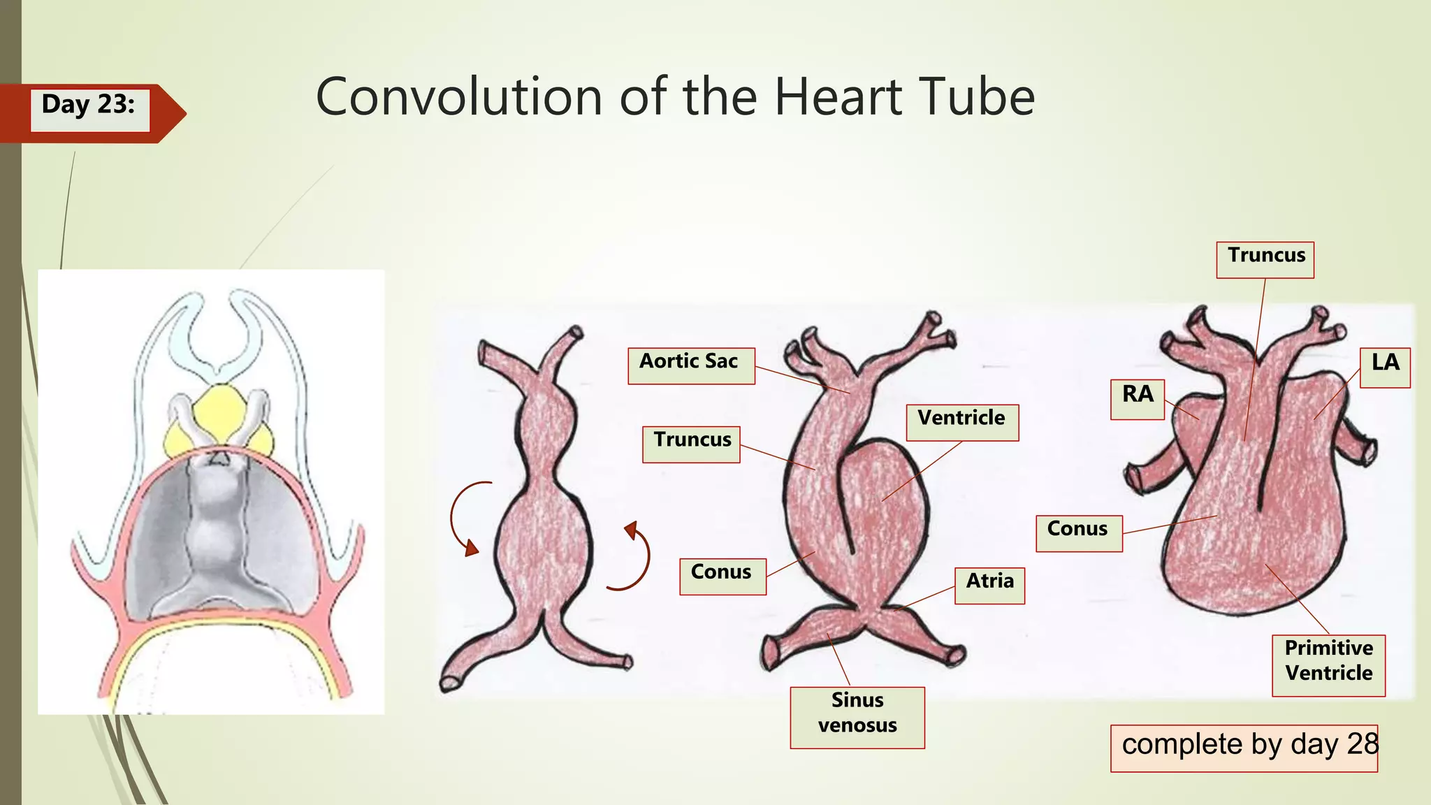 Cardiovascular System Development | PPTX | Heart and Cardiovascular ...
