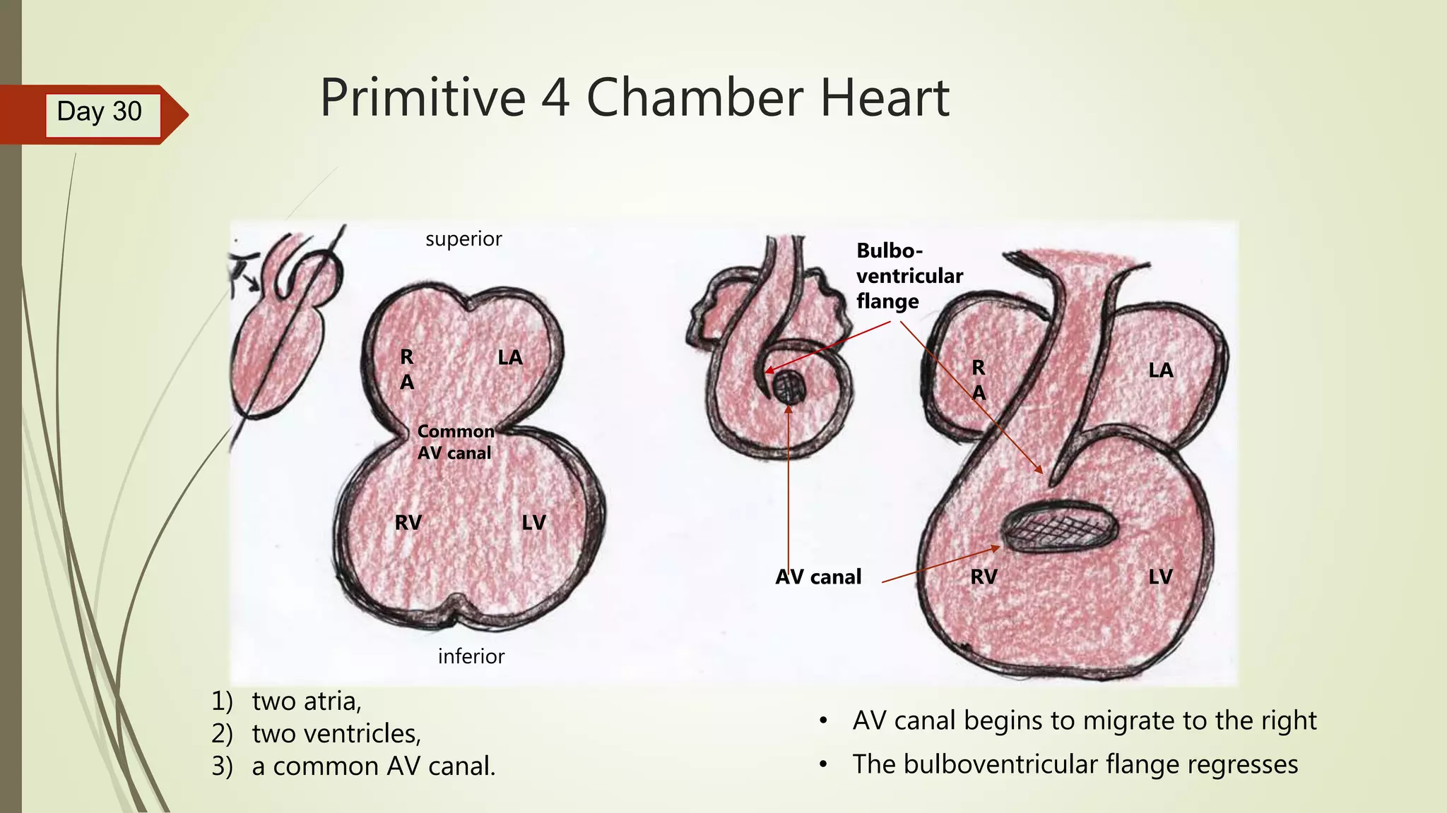 Cardiovascular System Development | PPTX