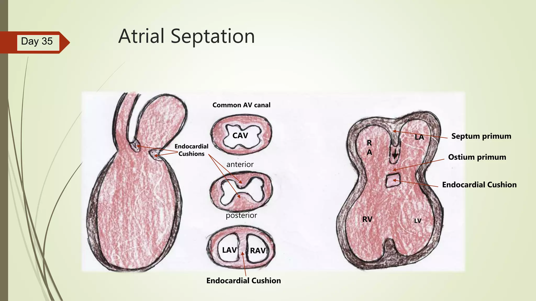 Cardiovascular System Development | PPTX