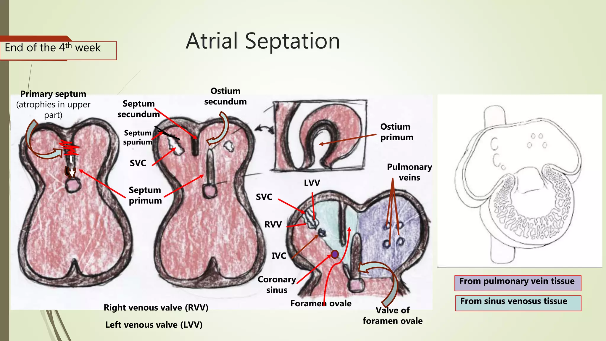 Cardiovascular System Development | PPTX