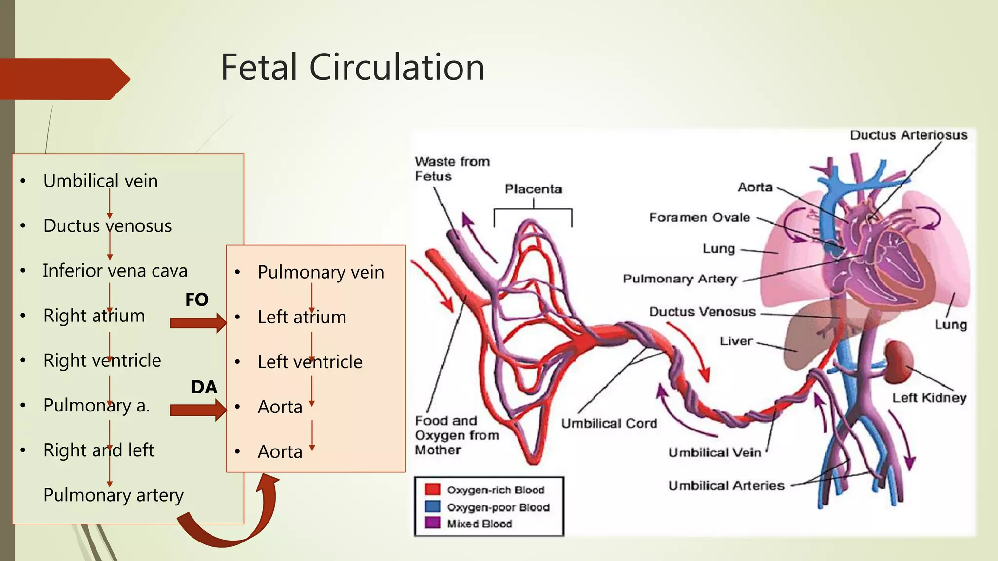 Cardiovascular System Development | PPTX