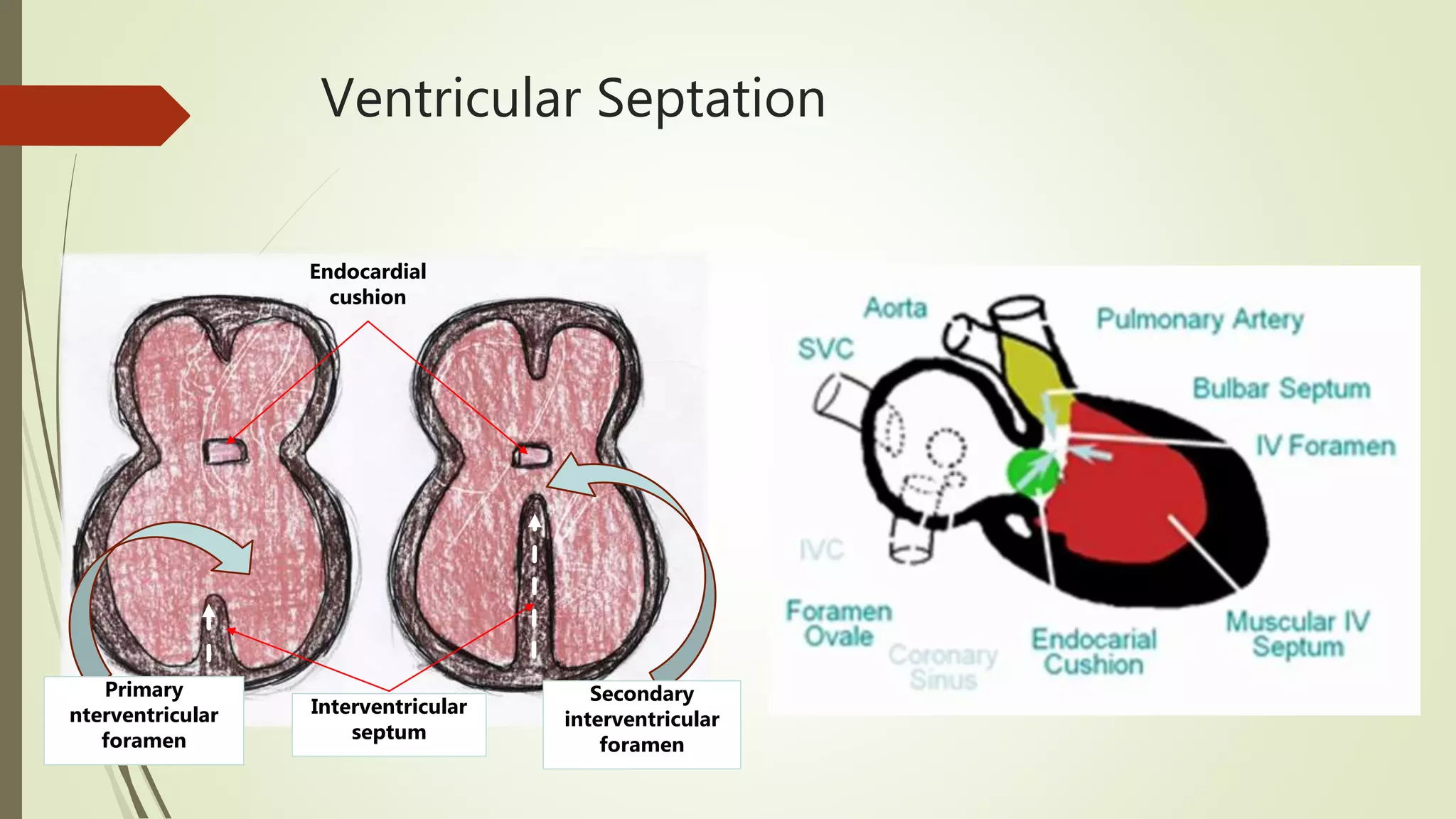 Cardiovascular System Development | PPTX