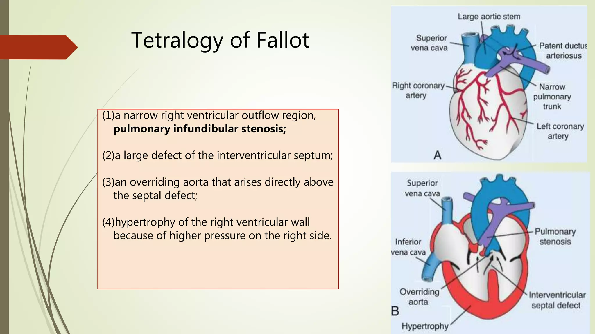 Cardiovascular System Development | PPTX