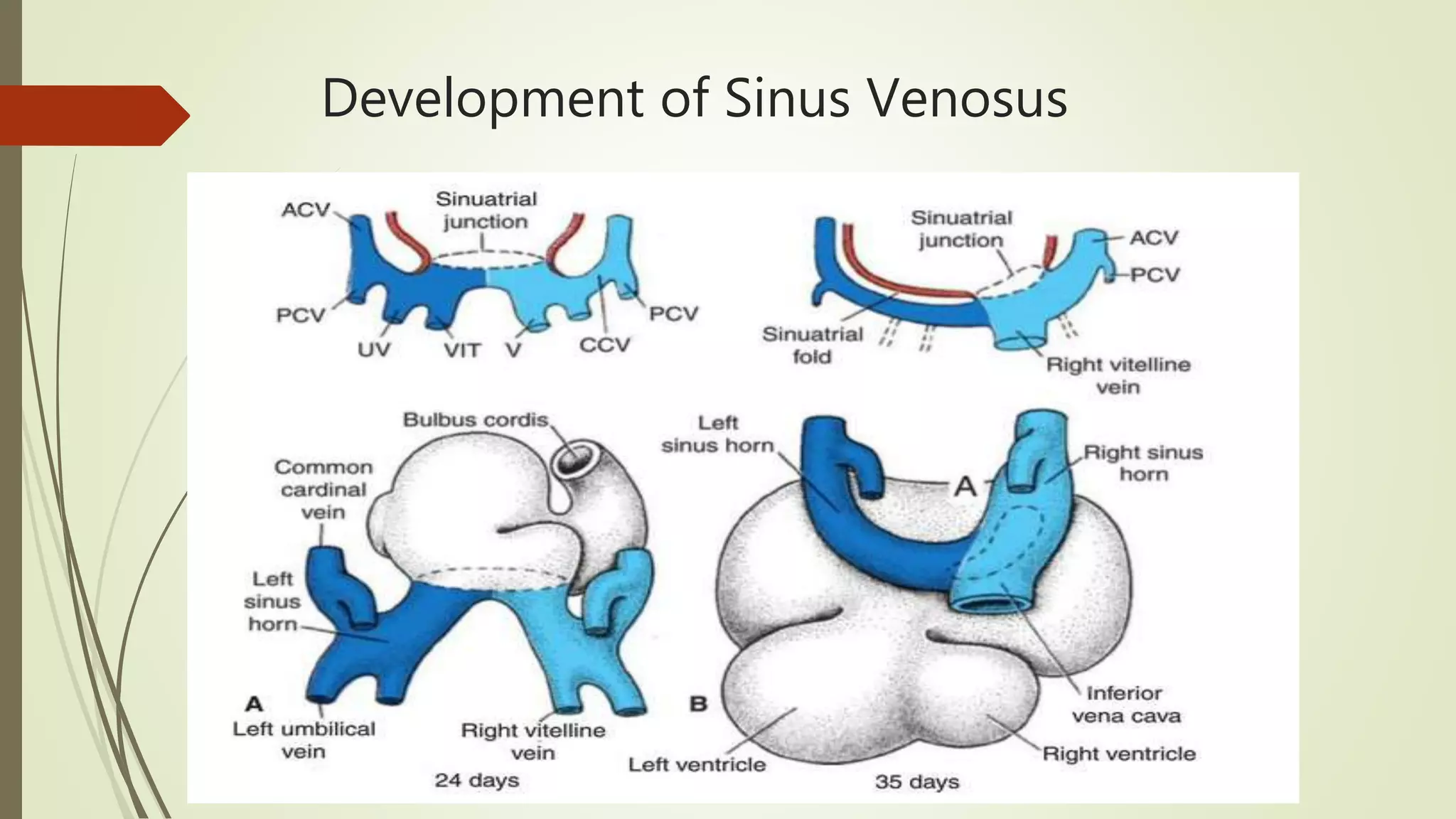 Cardiovascular System Development | PPTX