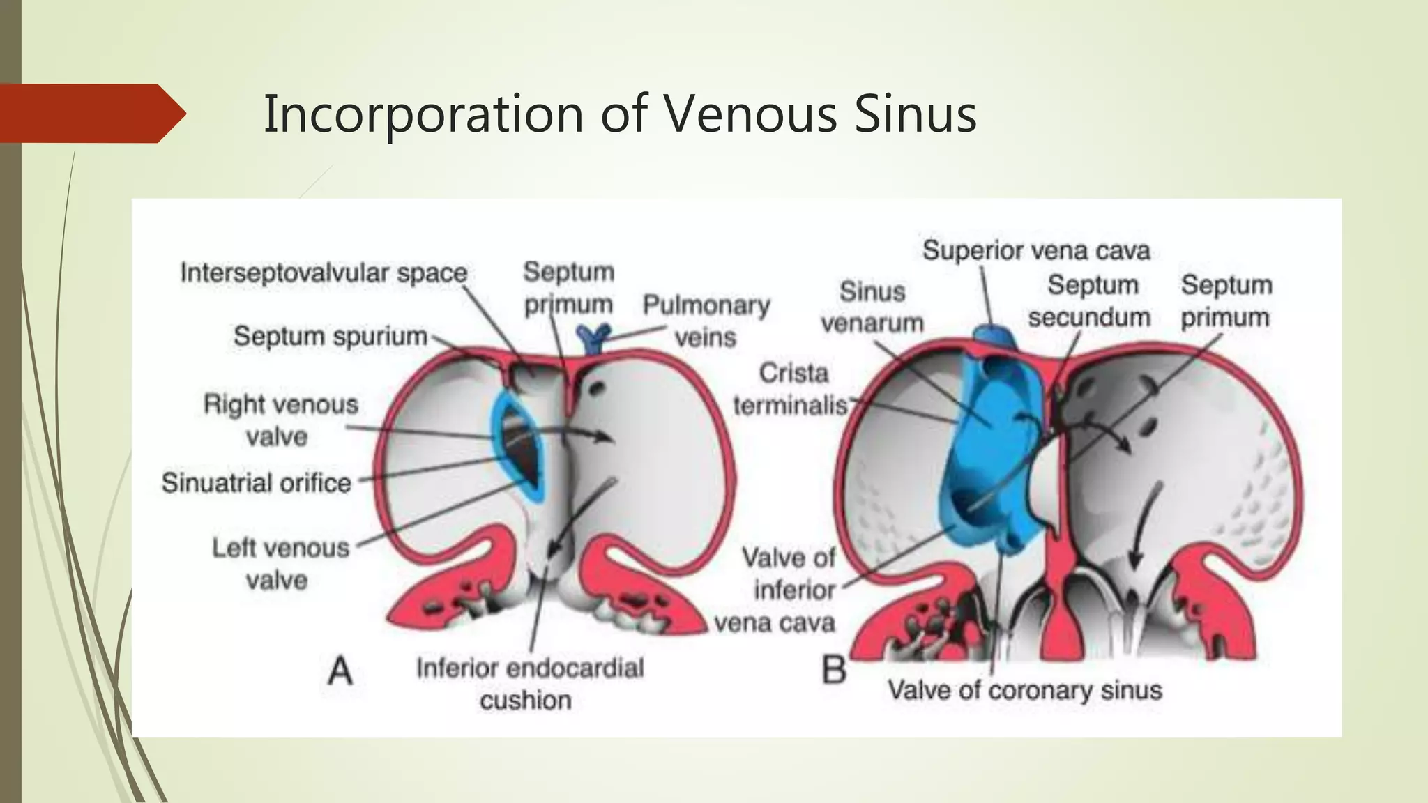 Cardiovascular System Development | PPTX