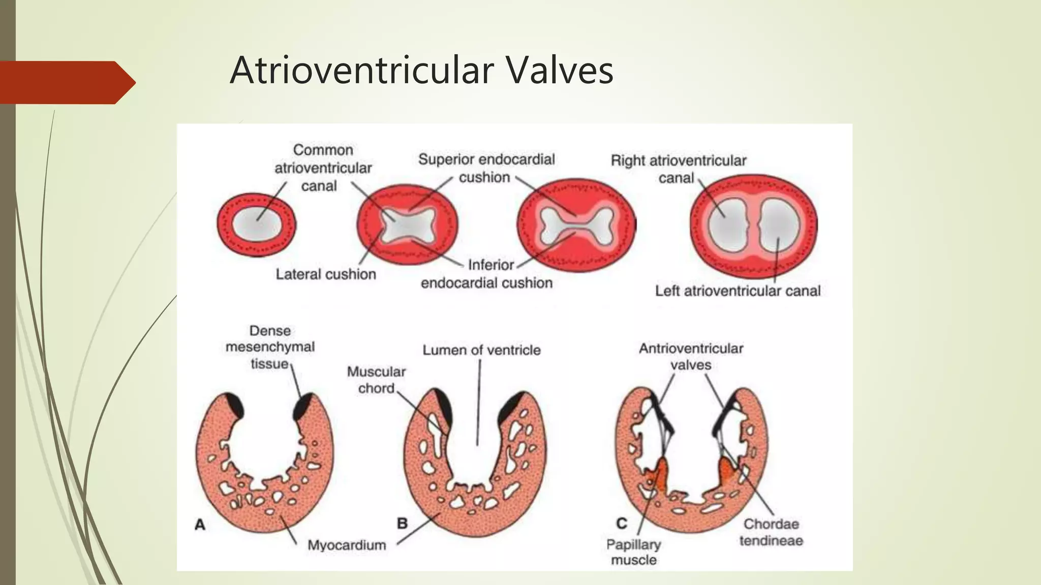 Cardiovascular System Development | PPTX