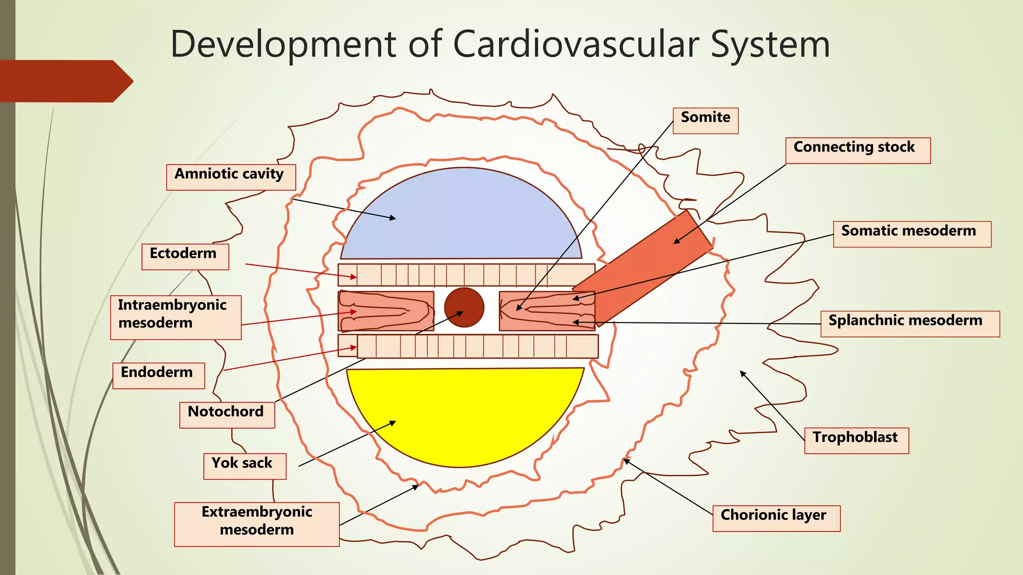 Cardiovascular System Development | PPTX