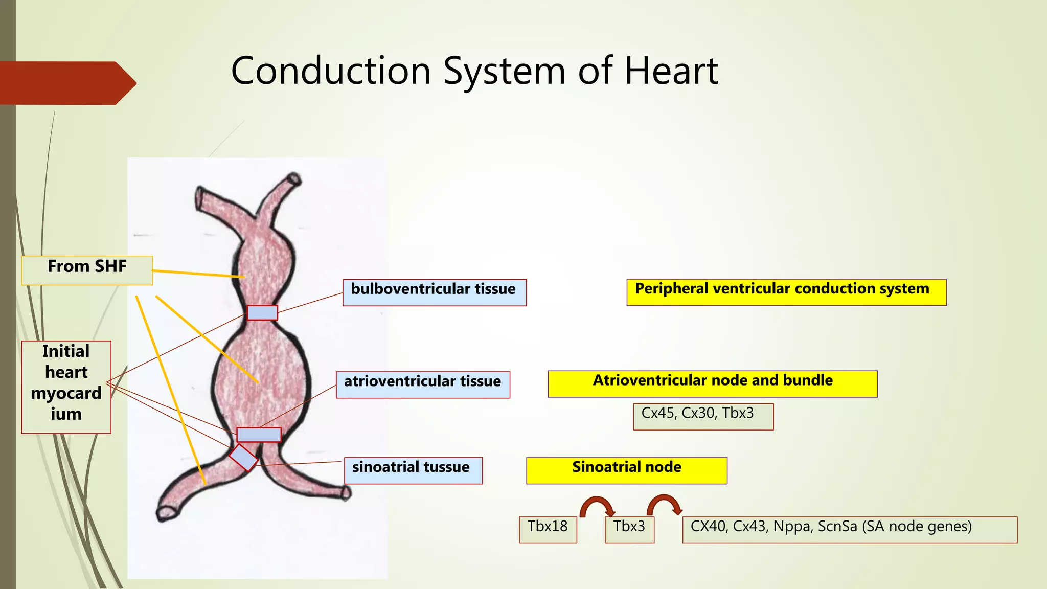 Cardiovascular System Development | PPTX