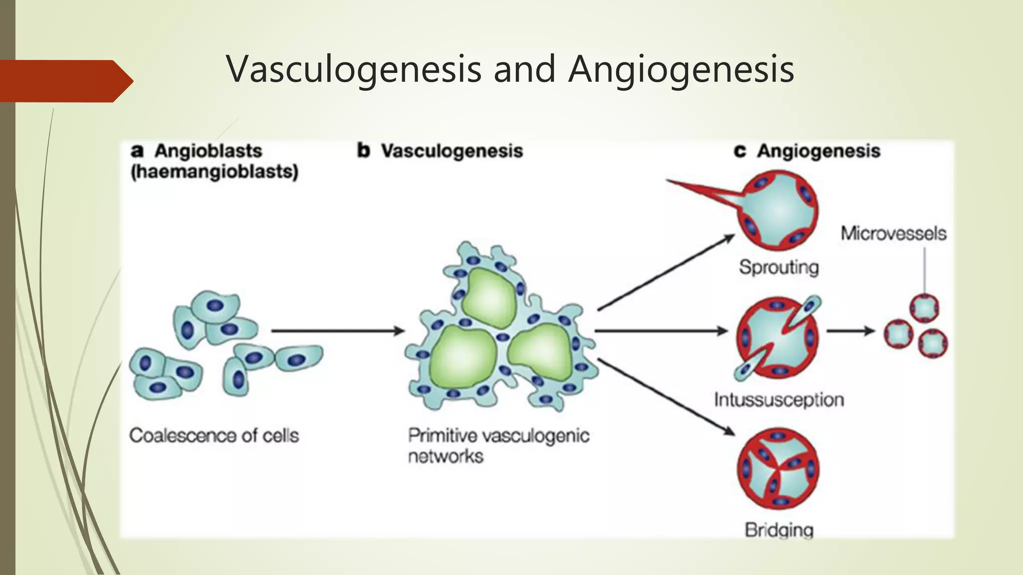 Cardiovascular System Development | PPTX