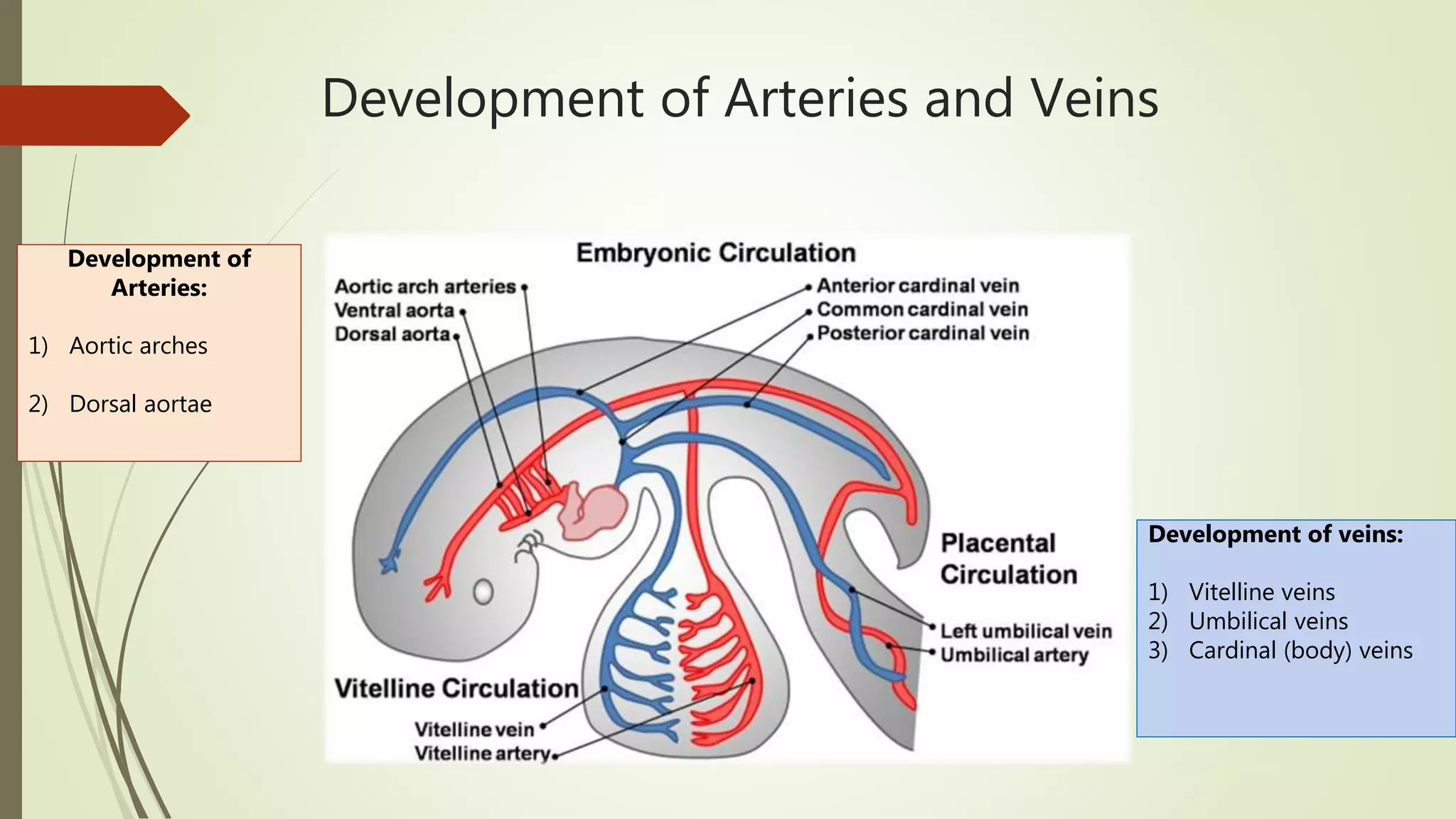 Cardiovascular System Development | PPTX