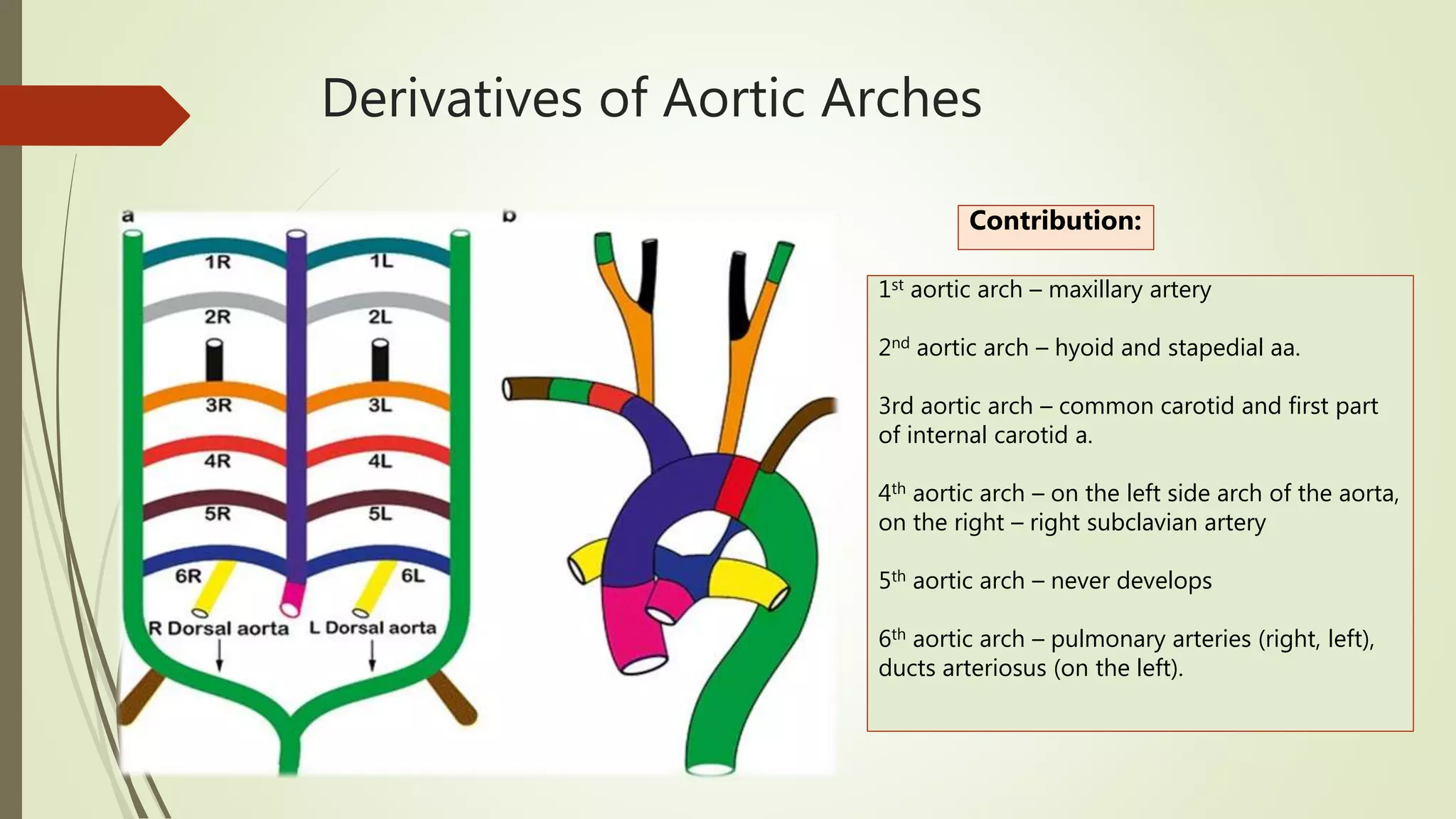Cardiovascular System Development | PPTX