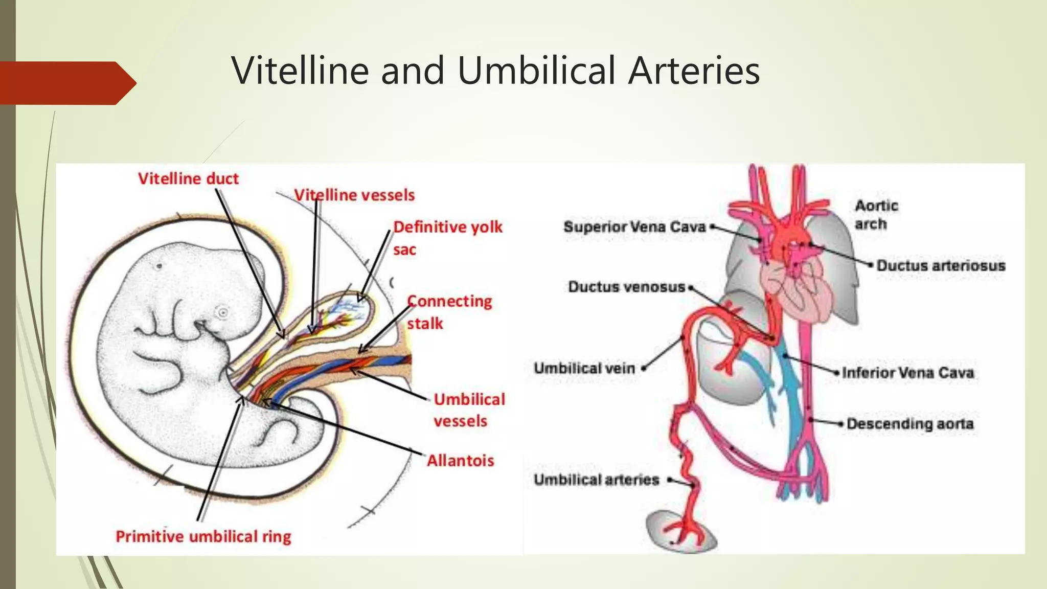 Cardiovascular System Development | PPTX