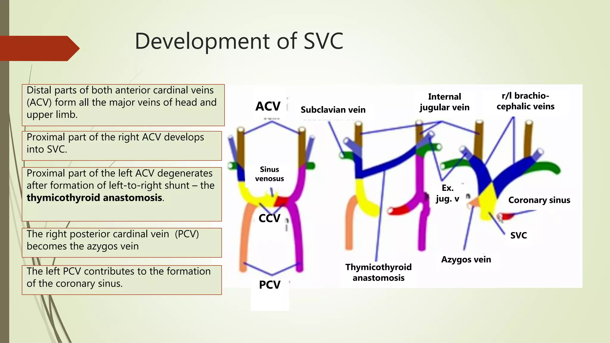 Cardiovascular System Development | PPTX