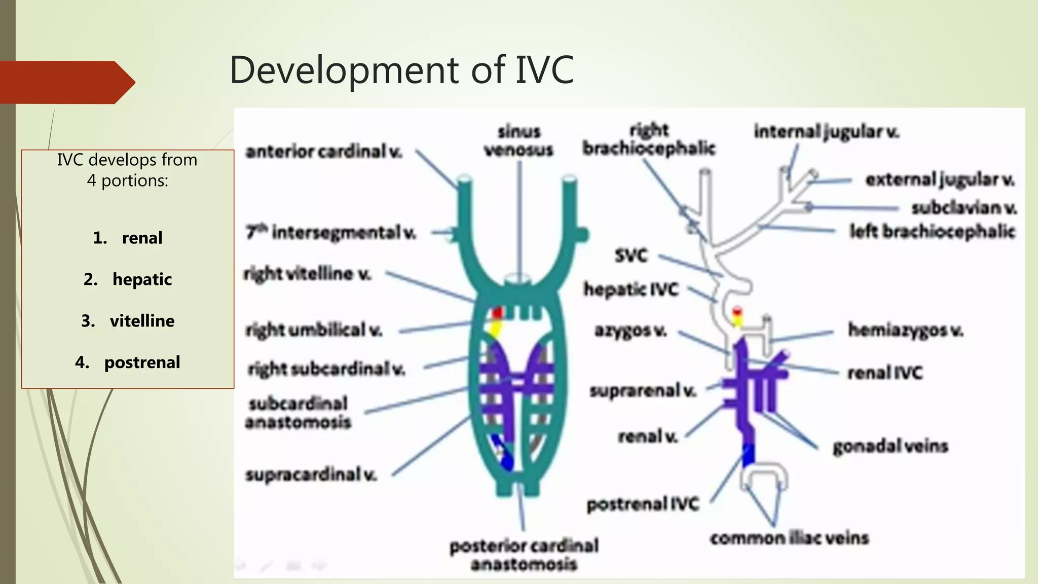 Cardiovascular System Development | PPTX