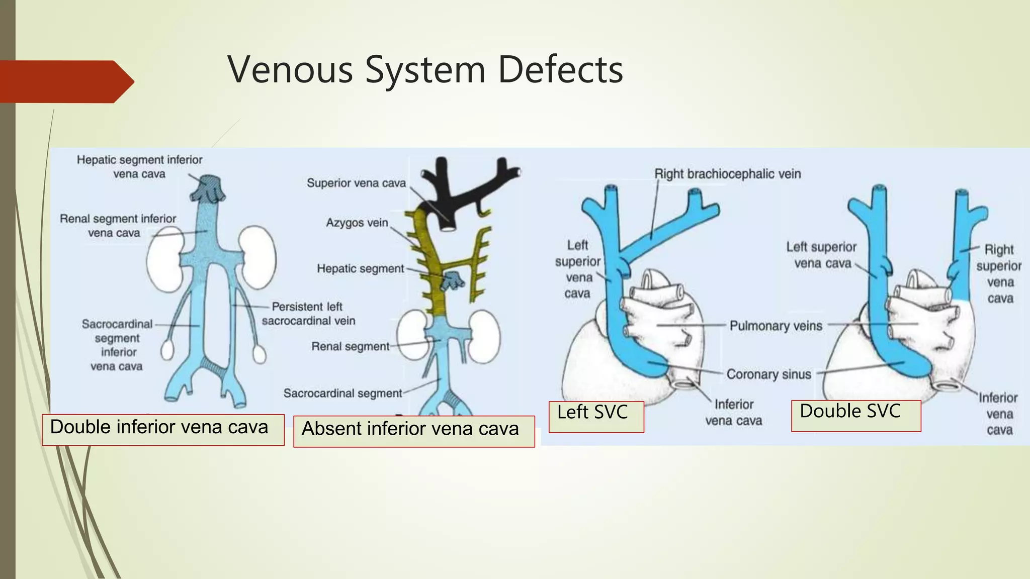 Cardiovascular System Development | PPTX
