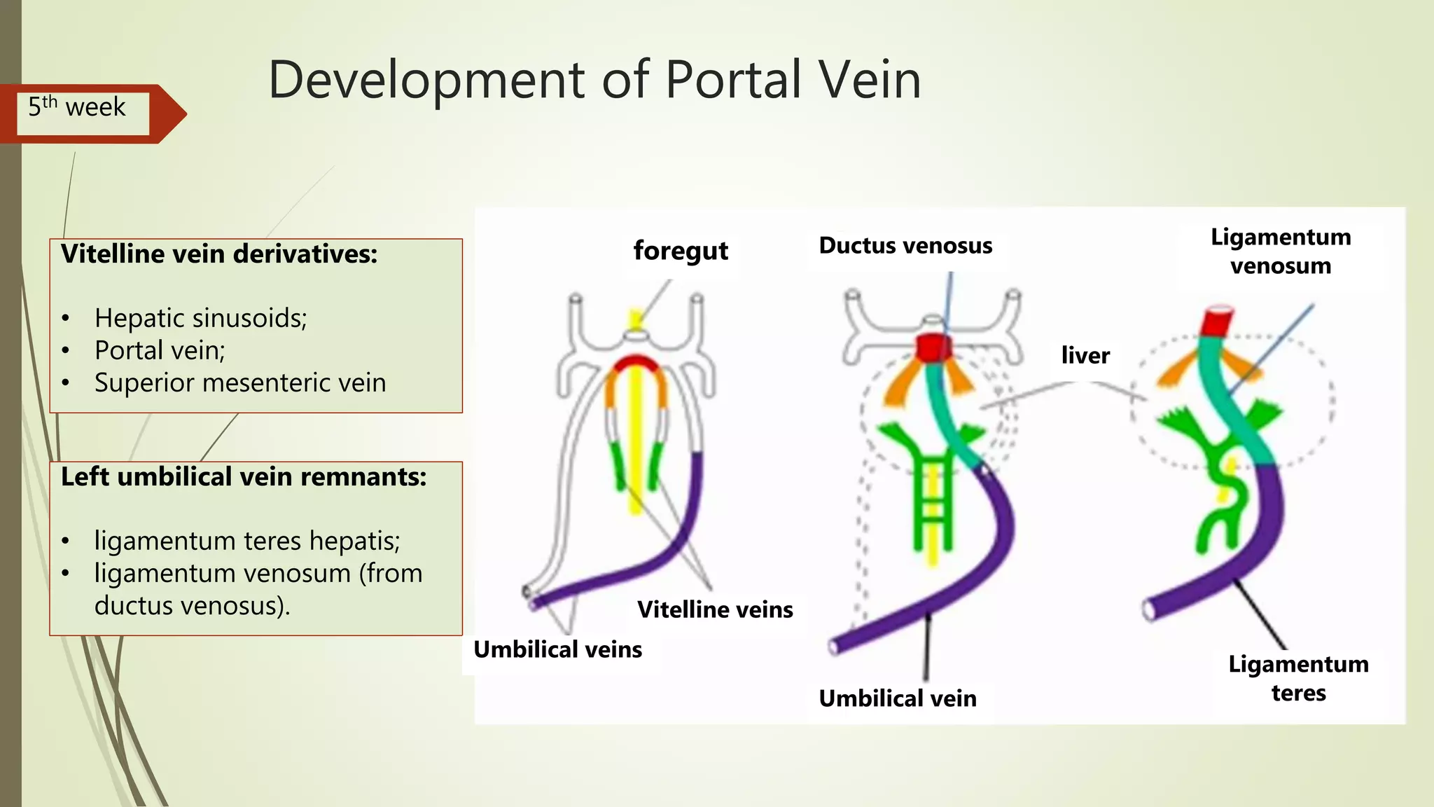 Cardiovascular System Development | PPTX