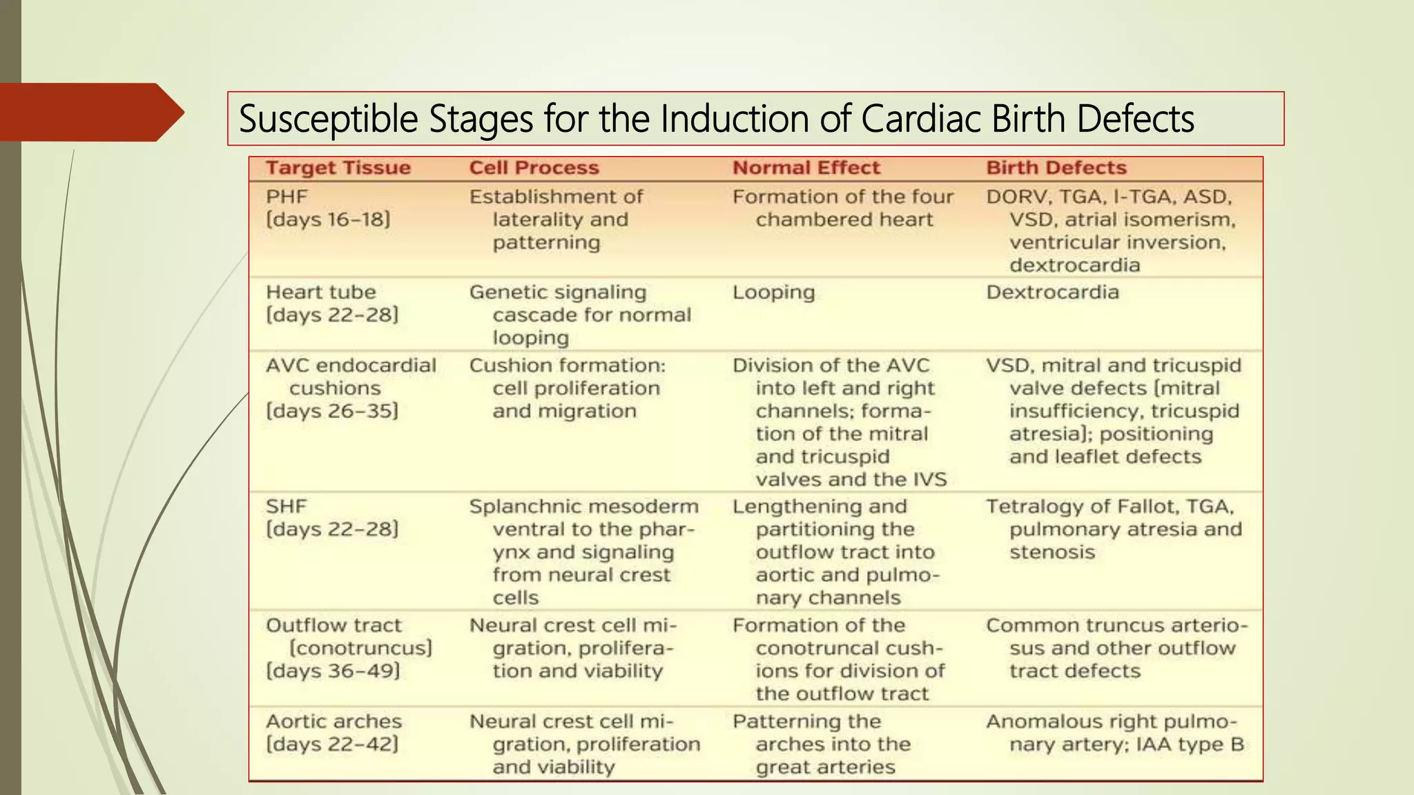 Cardiovascular System Development | PPTX