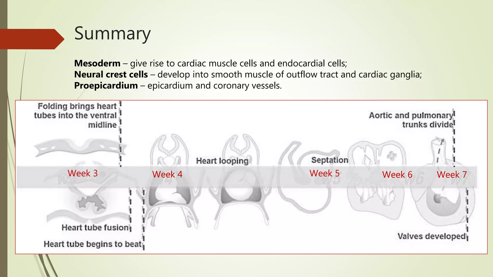 Cardiovascular System Development | PPTX