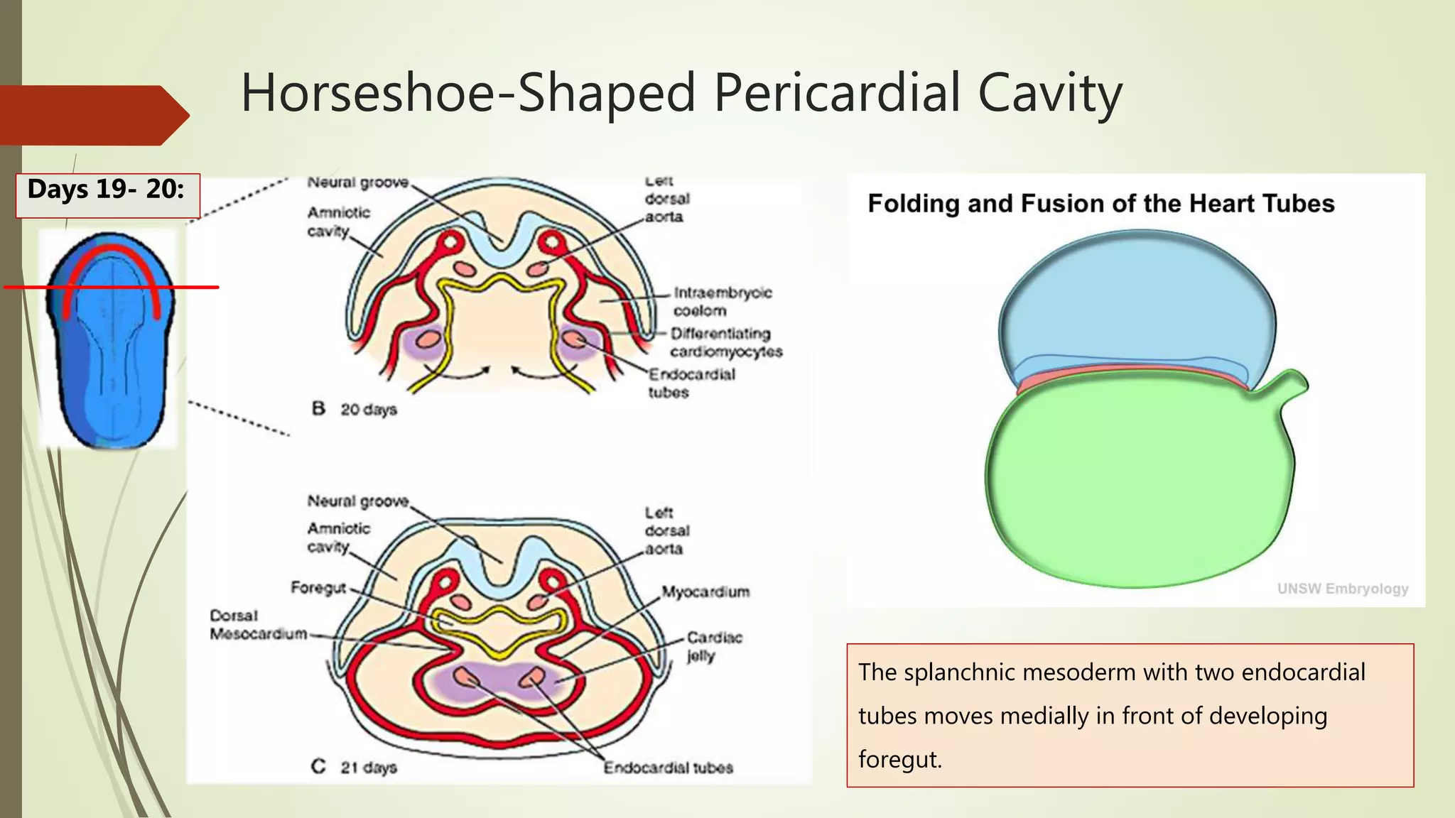 Cardiovascular System Development | PPTX