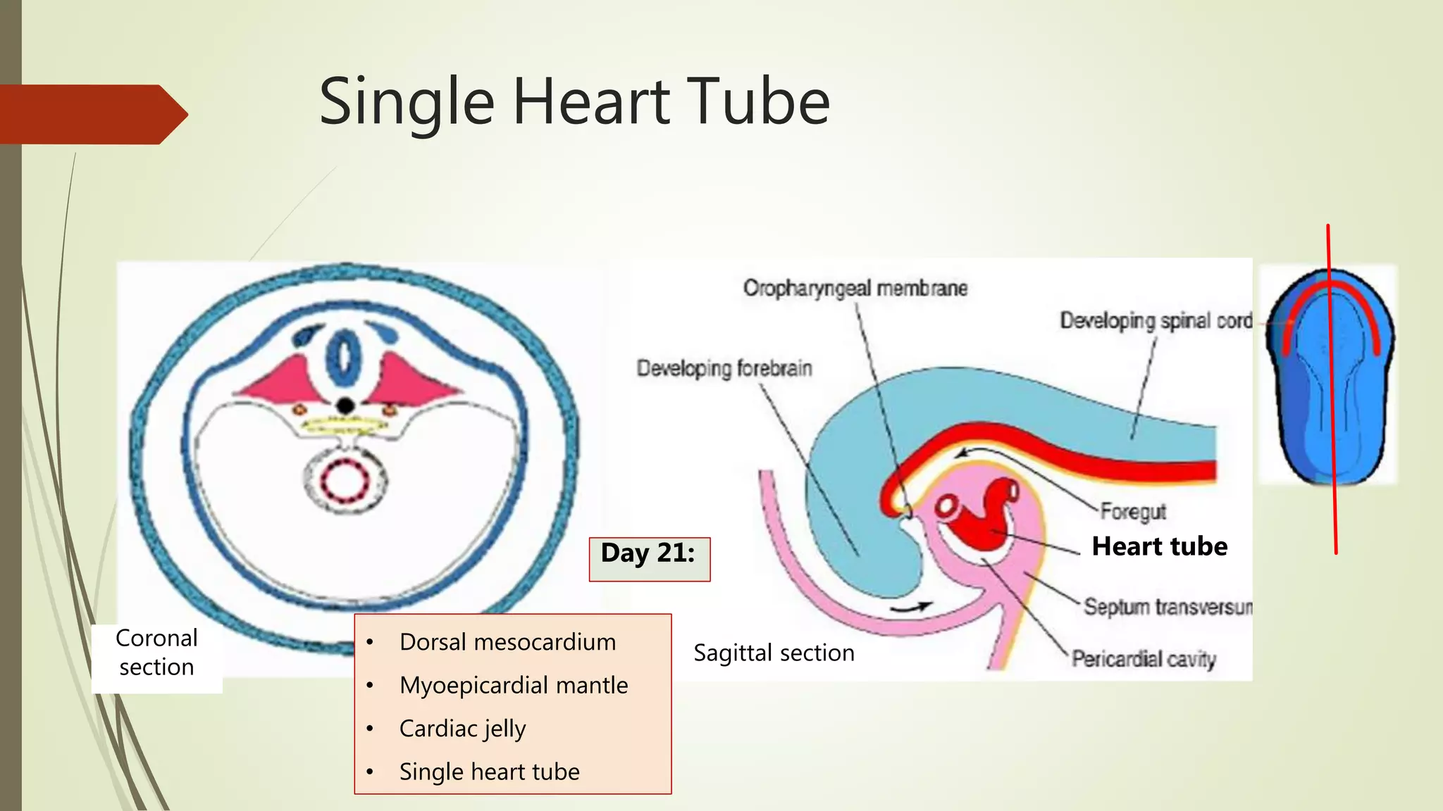 Cardiovascular System Development | PPTX
