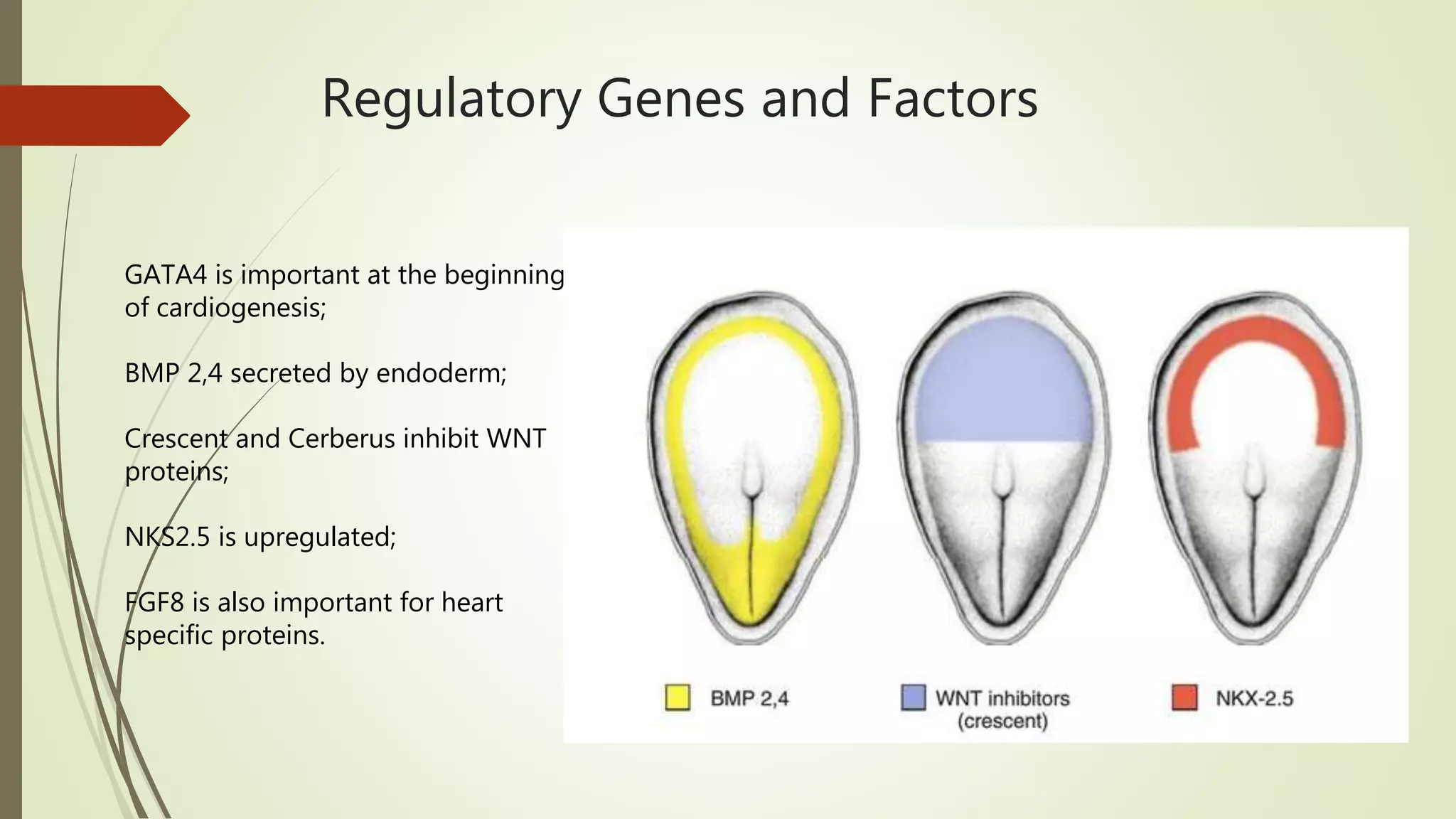 Cardiovascular System Development | PPTX
