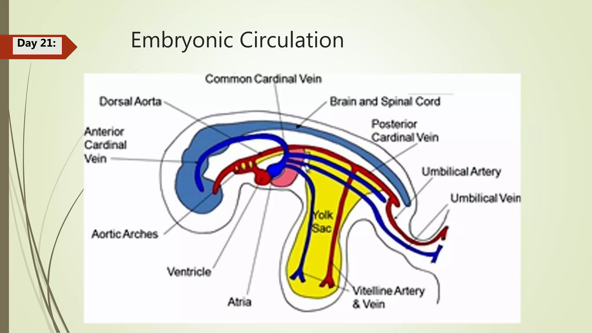 Cardiovascular System Development | PPTX