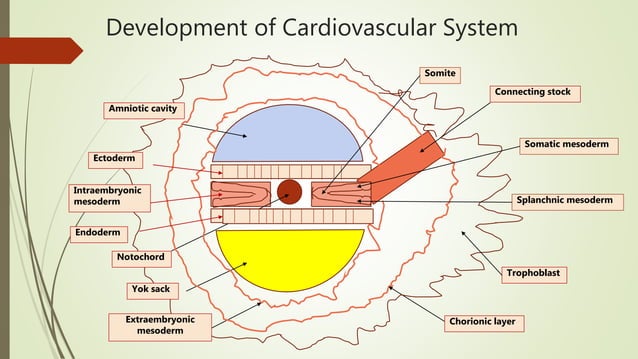 Cardiovascular System Development | PPTX | Heart and Cardiovascular ...