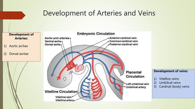 Cardiovascular System Development | PPTX | Heart and Cardiovascular ...