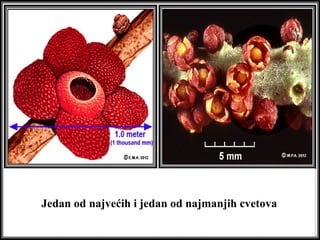 Cvet | PPT
