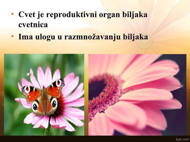 Cvet | PPT