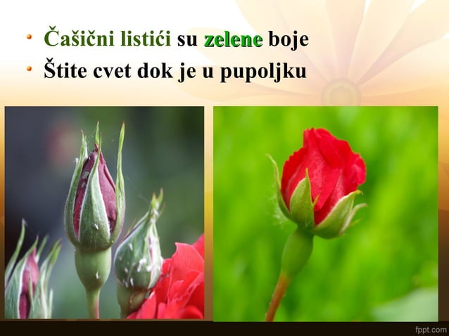 Cvet | PPT