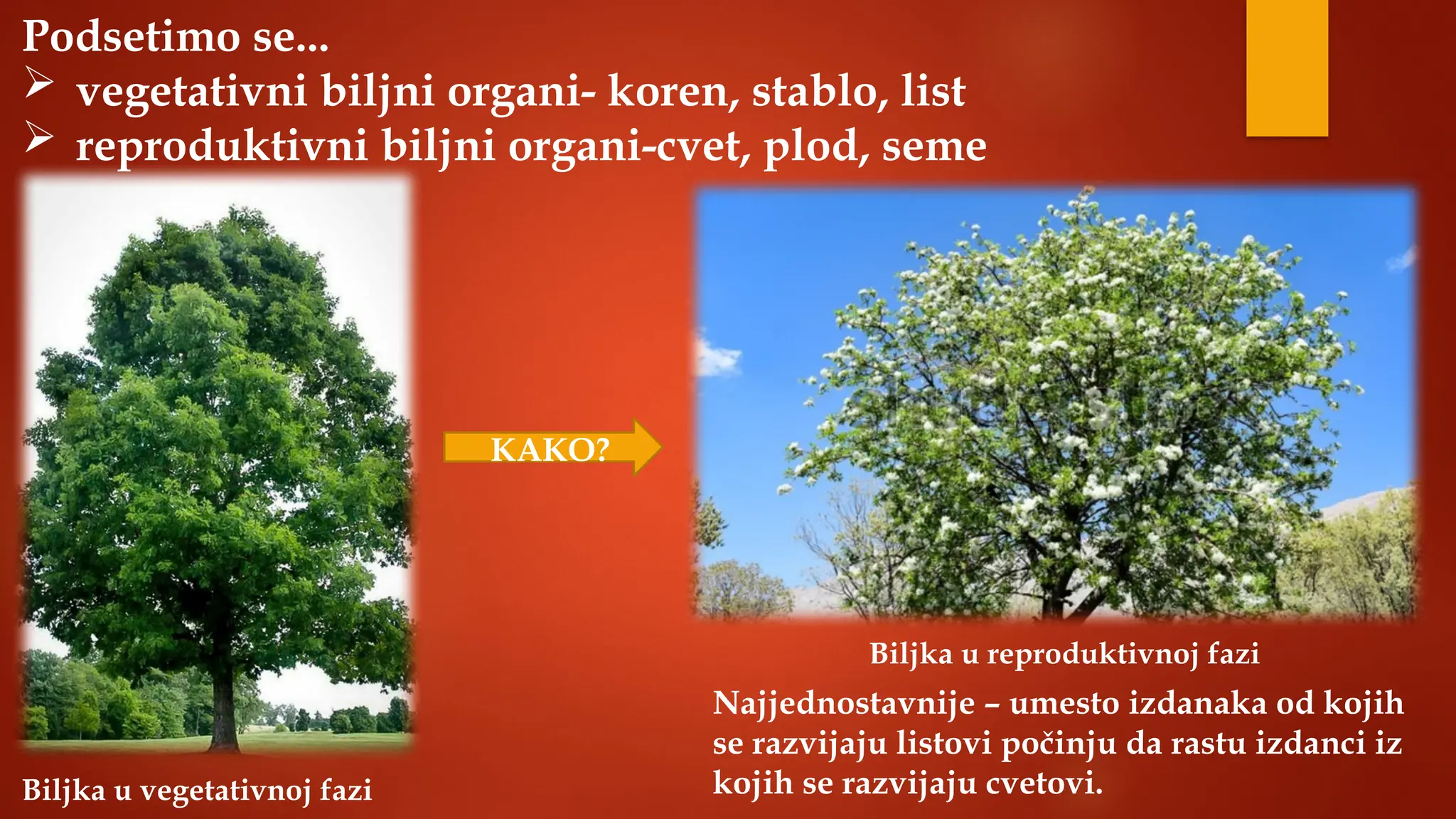 Cvetanje, plodonošenje....pptx, za 8. razred | PPTX