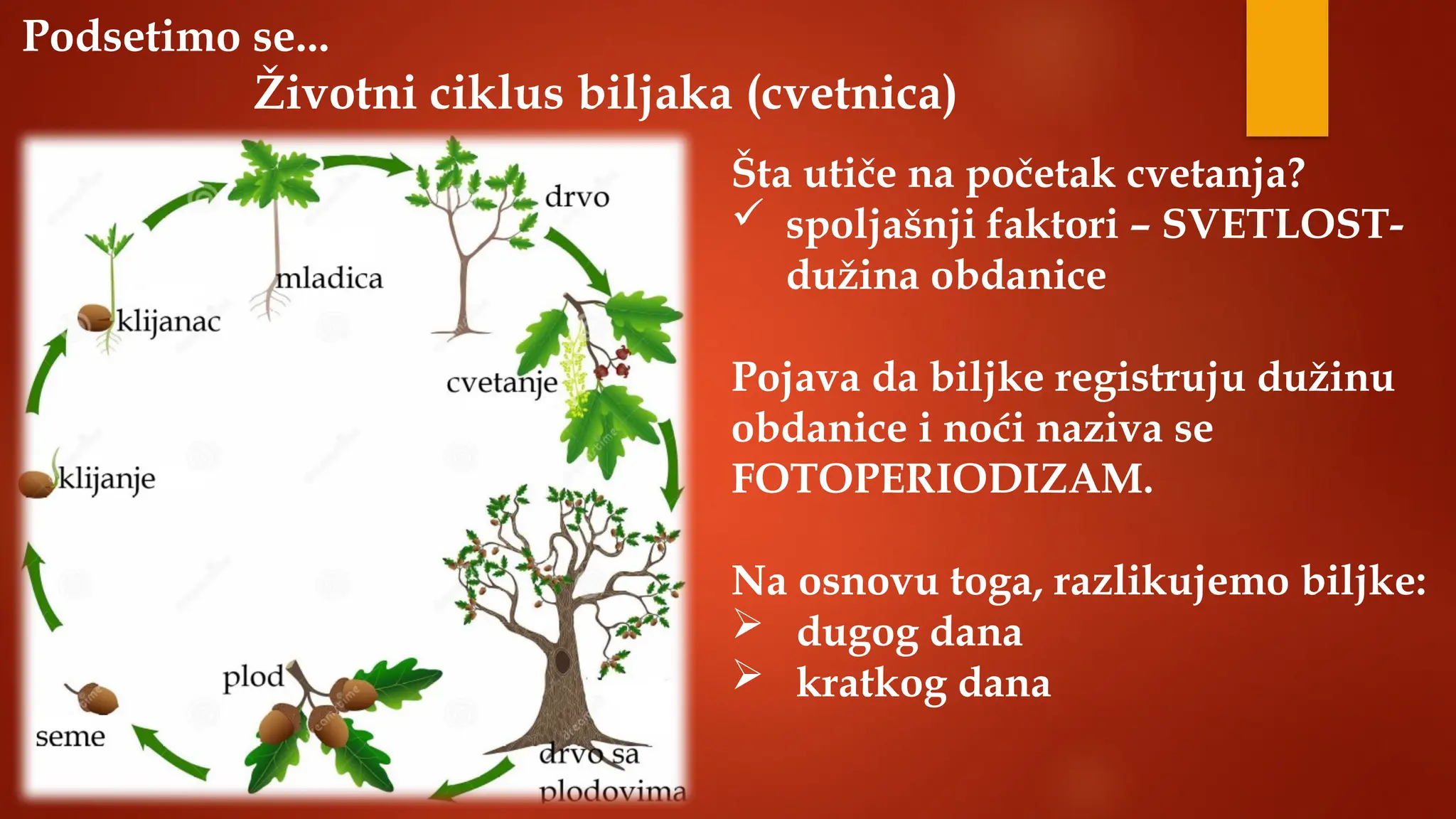 Cvetanje, plodonošenje....pptx, za 8. razred | PPT