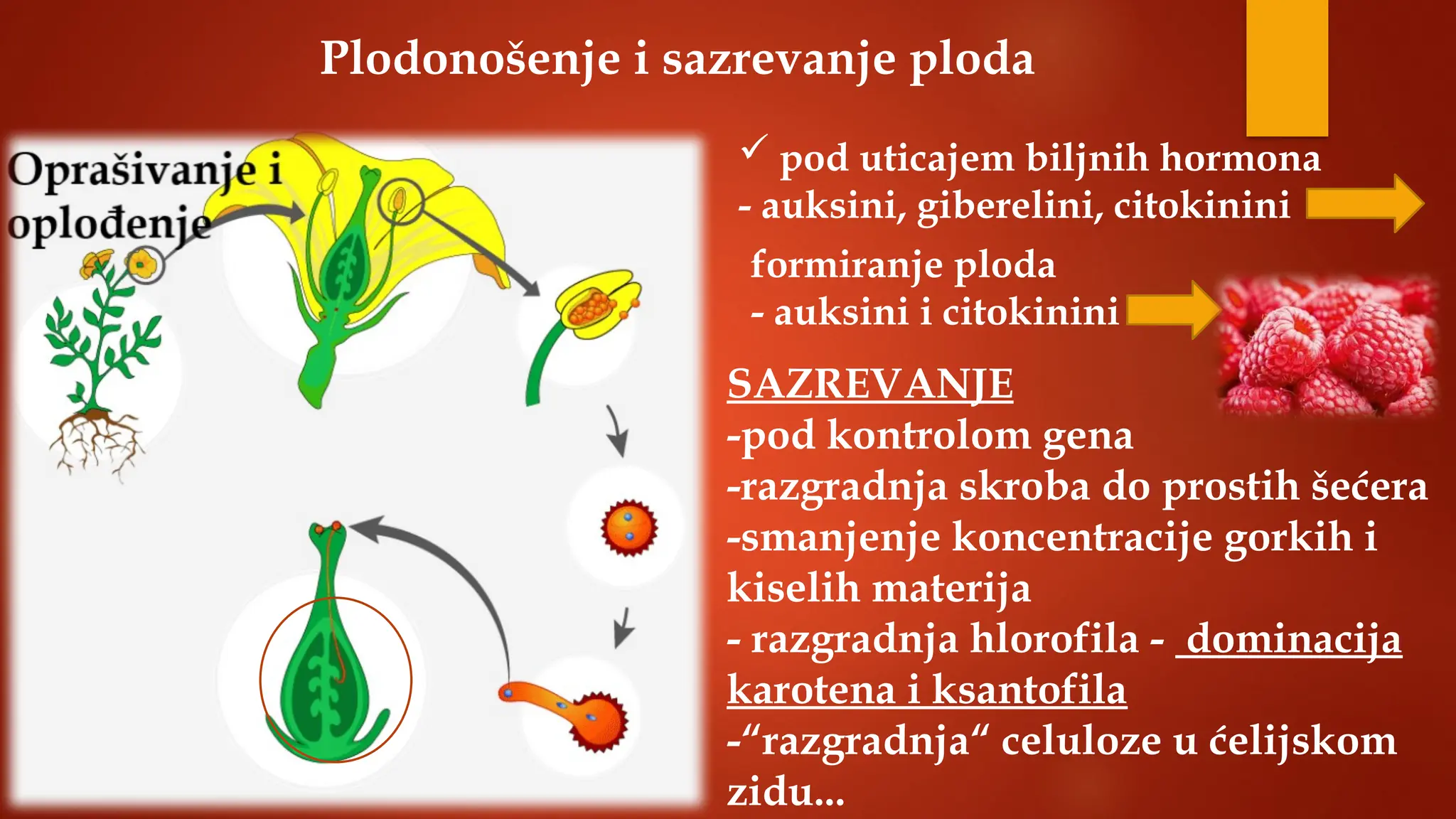 Cvetanje, plodonošenje....pptx, za 8. razred | PPT