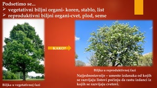 Cvetanje, plodonošenje....pptx, za 8. razred | PPTX