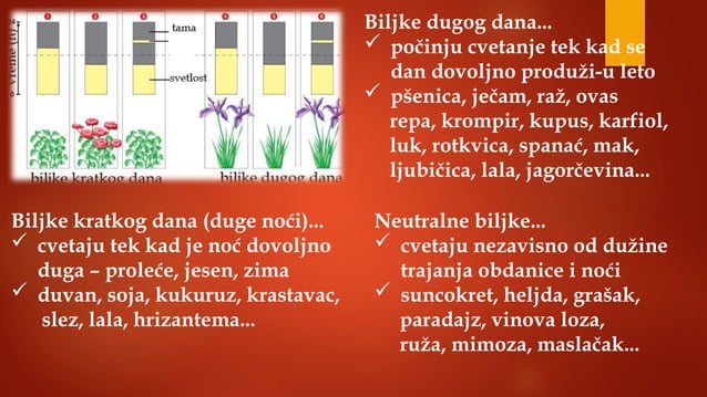 Cvetanje, plodonošenje....pptx, za 8. razred | PPT