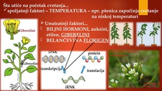 Cvetanje, plodonošenje....pptx, za 8. razred | PPT