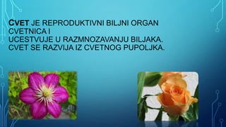 Cvet i Plod | PPTX