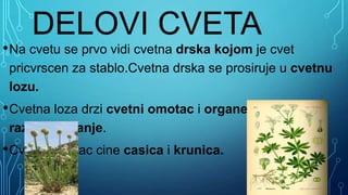 Cvet i Plod | PPTX