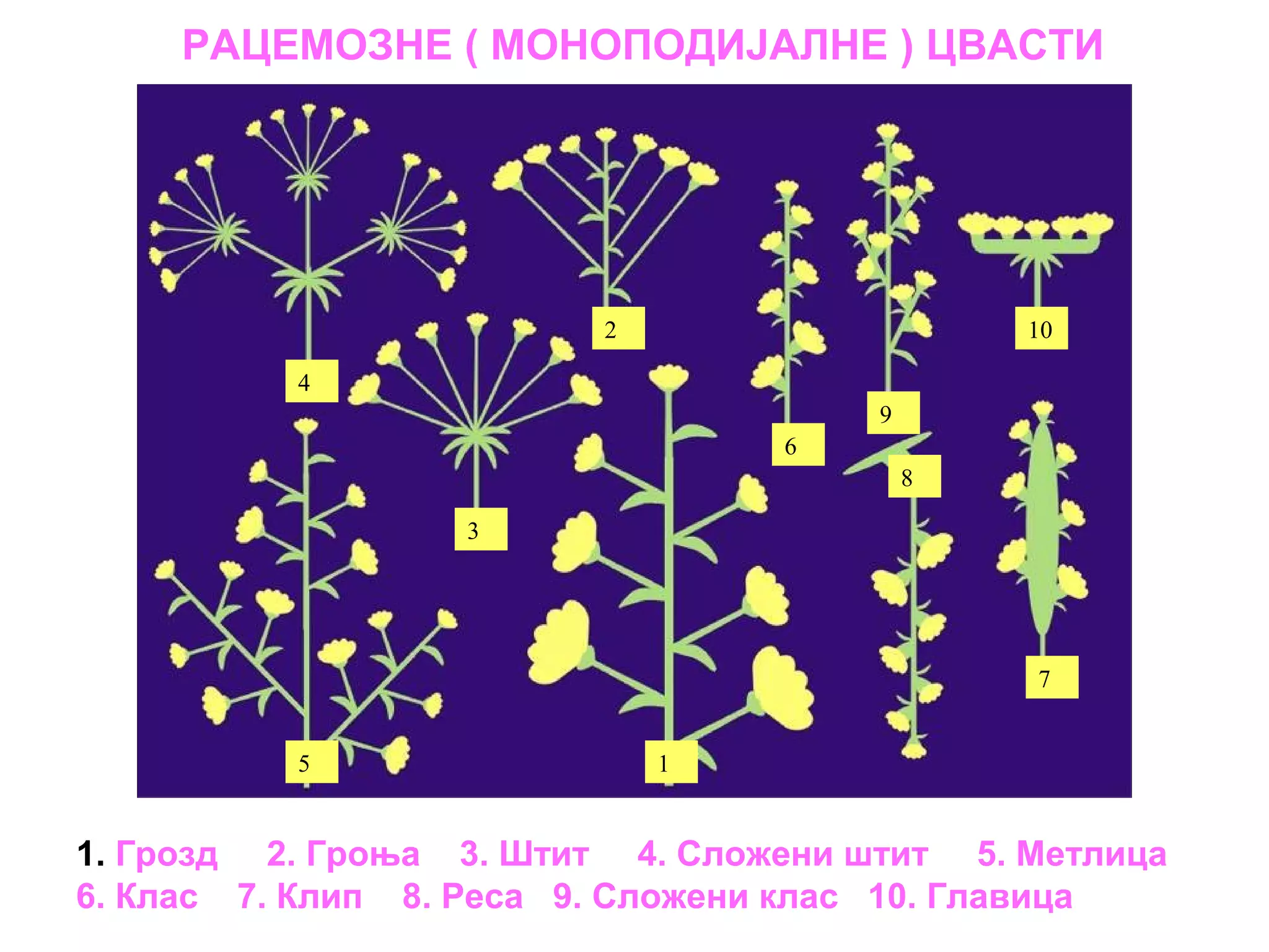 Cvet ,plod i seme | PPT